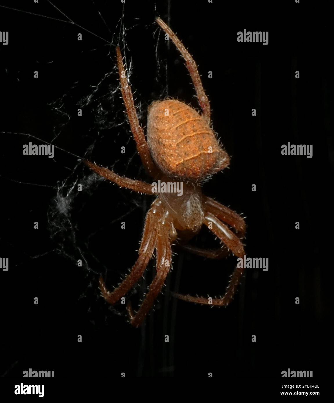 Spiky Field Spiders (Pararaneus) Arachnida Stock Photo - Alamy
