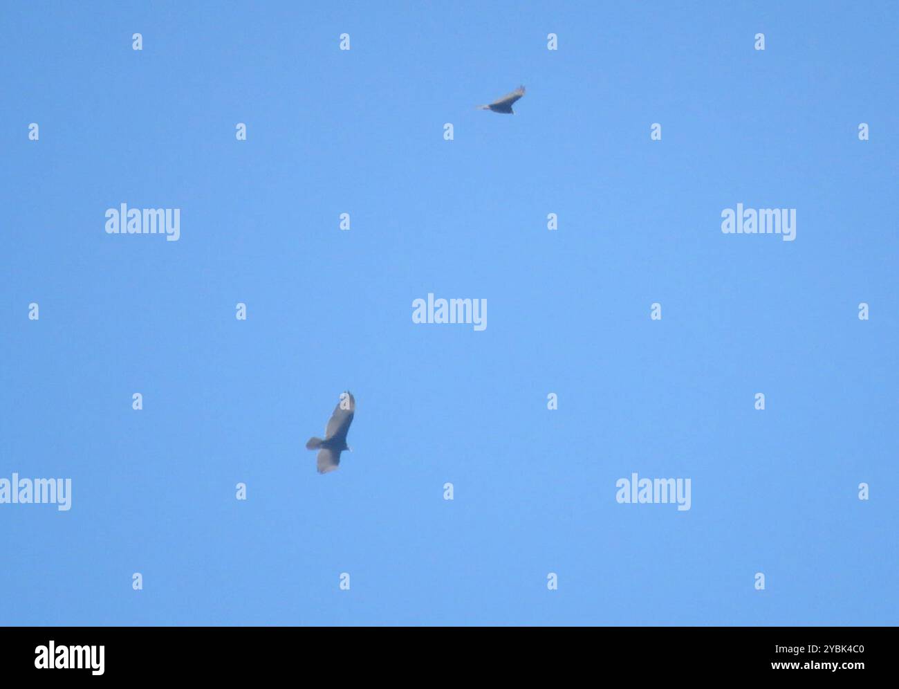 Turkey and Yellow-headed Vultures (Cathartes) Aves Stock Photo - Alamy