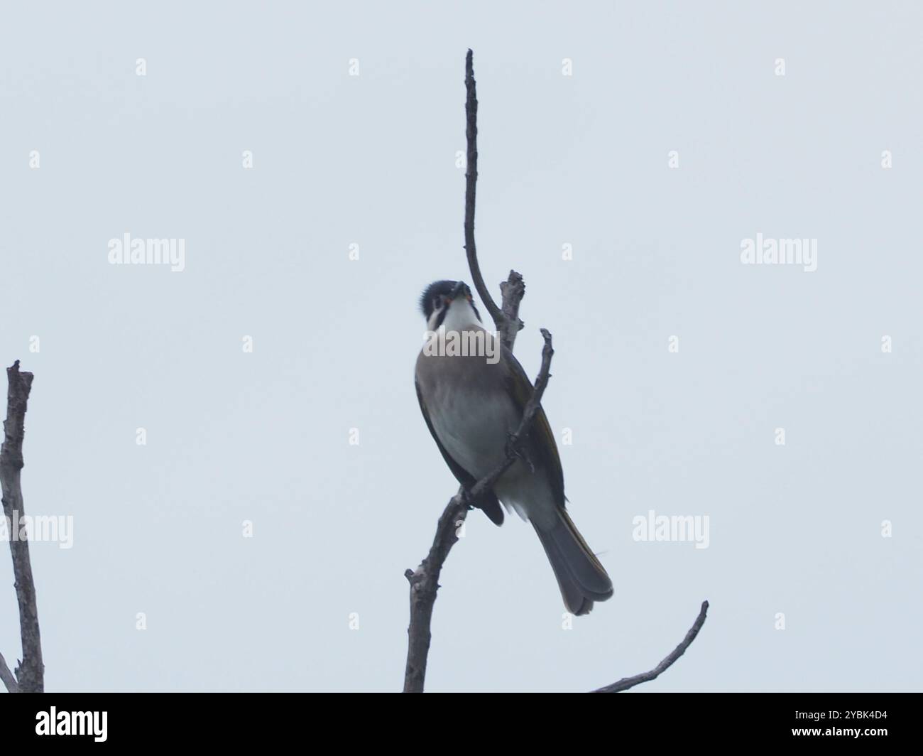 Styan's Bulbul (Pycnonotus taivanus) Aves Stock Photo - Alamy