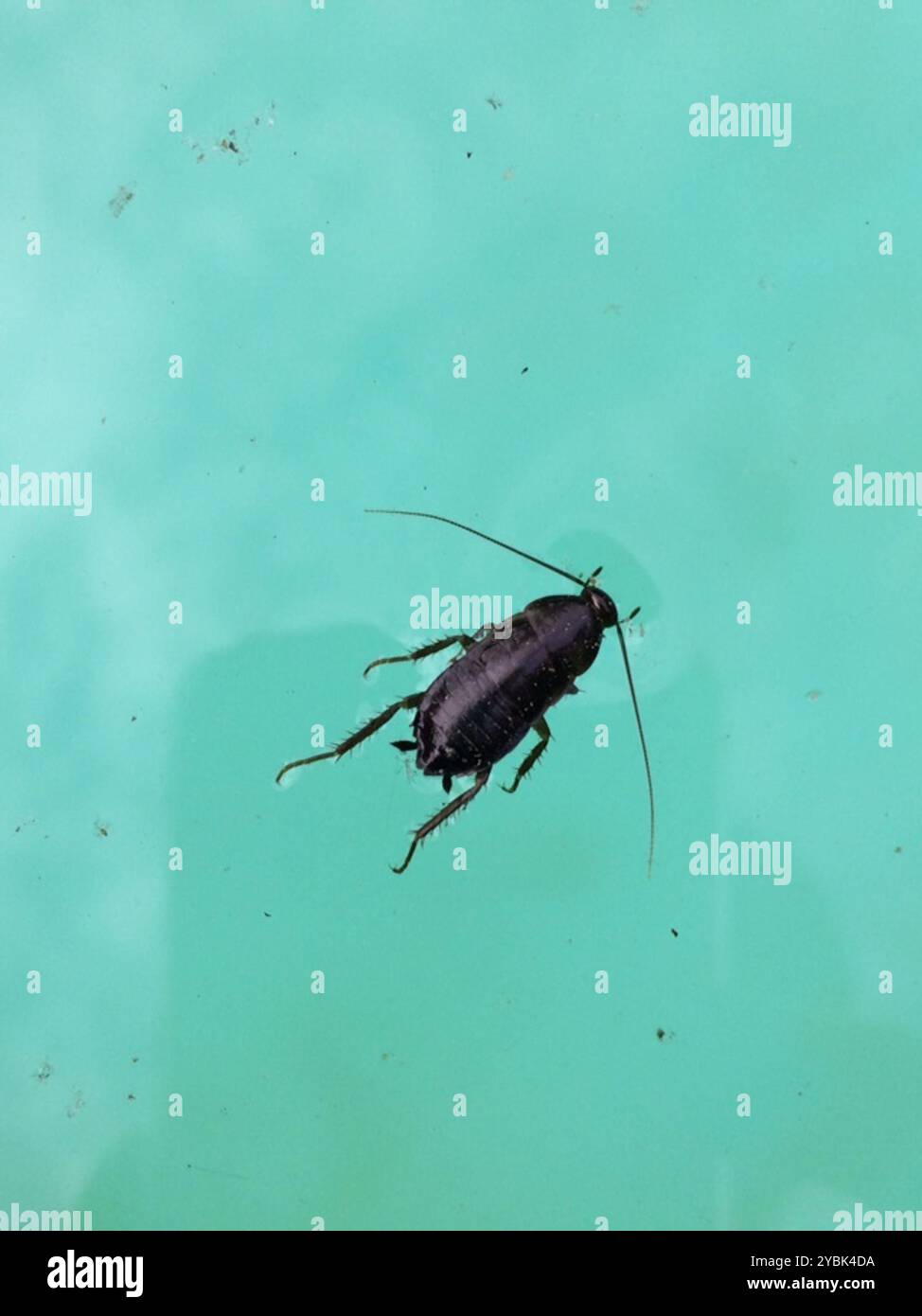 Oriental Cockroach (Blatta orientalis) Insecta Stock Photo - Alamy