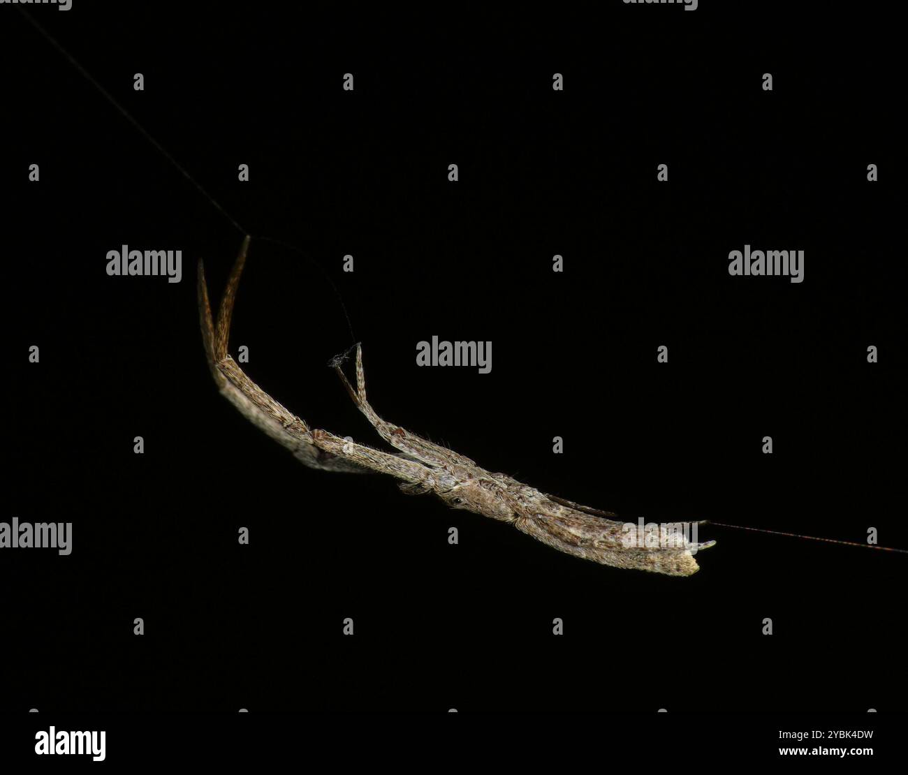 Feather-legged Spiders (Miagrammopes) Arachnida Stock Photo - Alamy