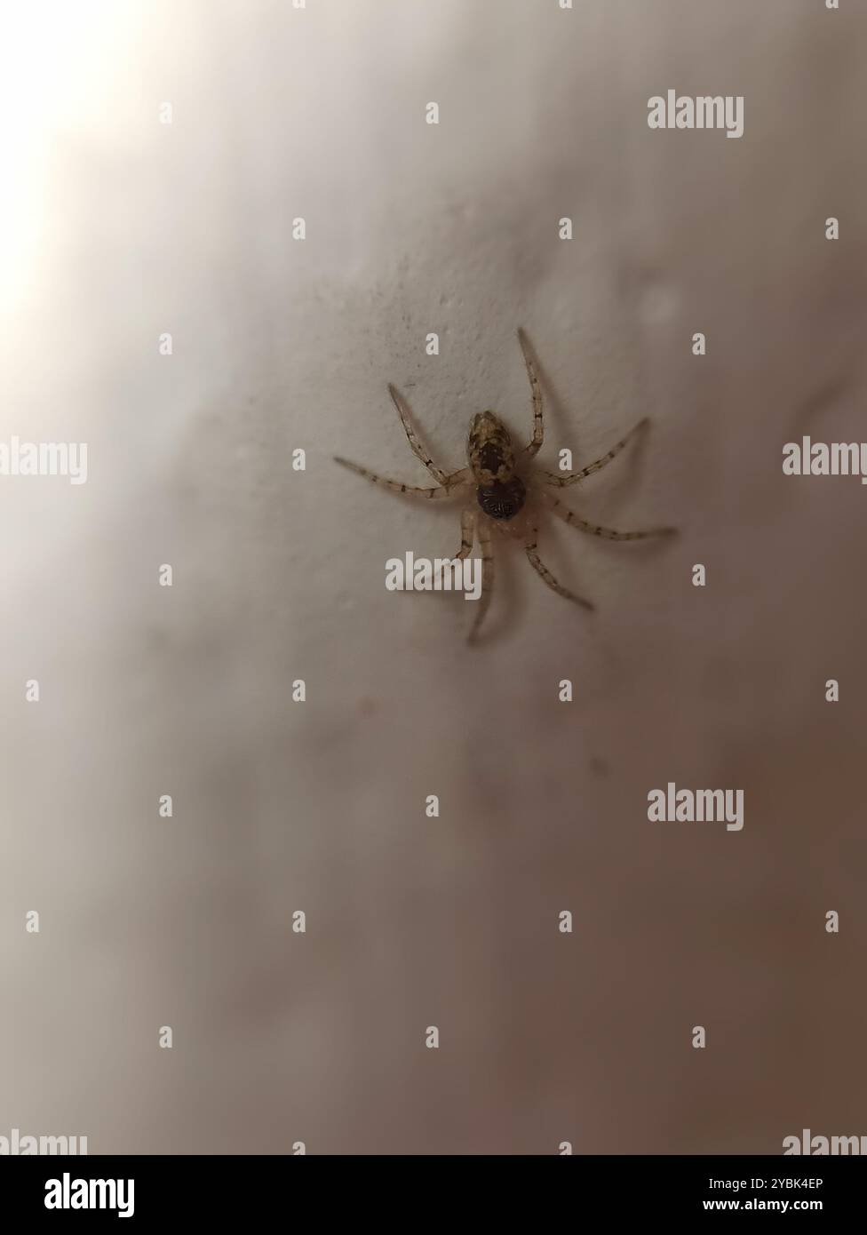 (Oecobius maculatus) Arachnida Stock Photo - Alamy