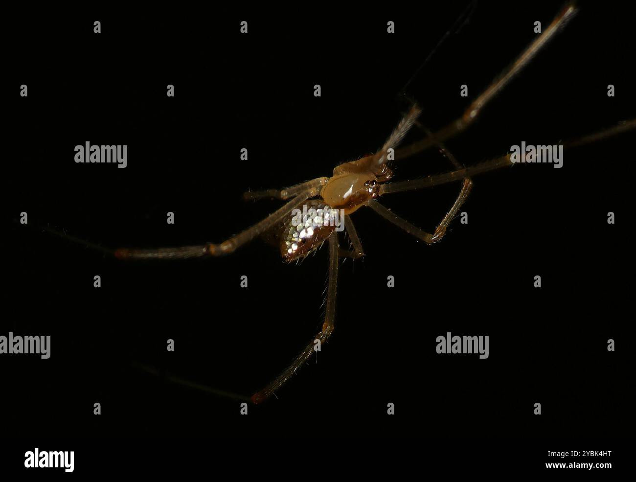 Comb-footed Spiders (Theridiidae) Arachnida Stock Photo - Alamy