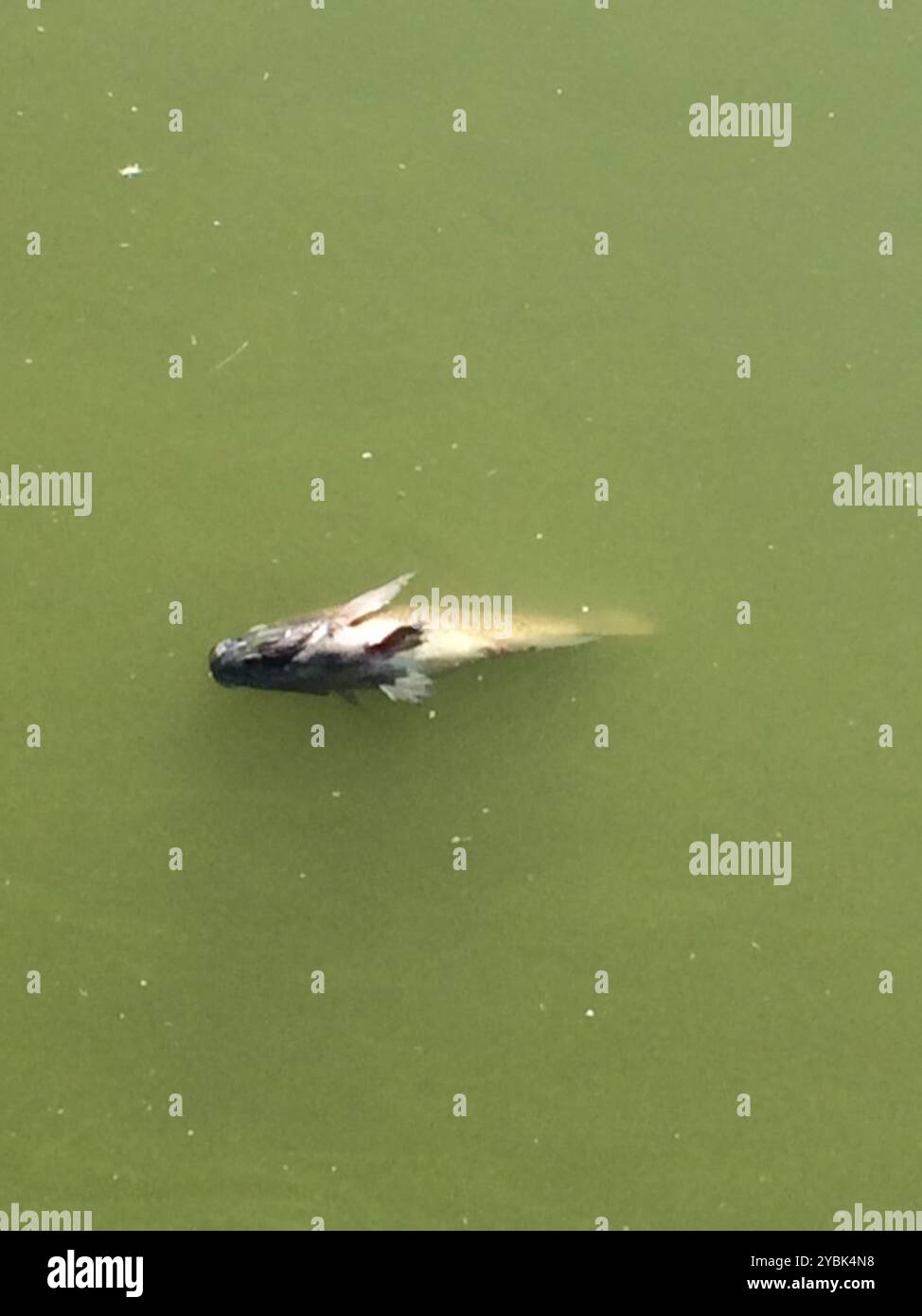 Ray-finned Fishes (Actinopterygii) Actinopterygii Stock Photo - Alamy