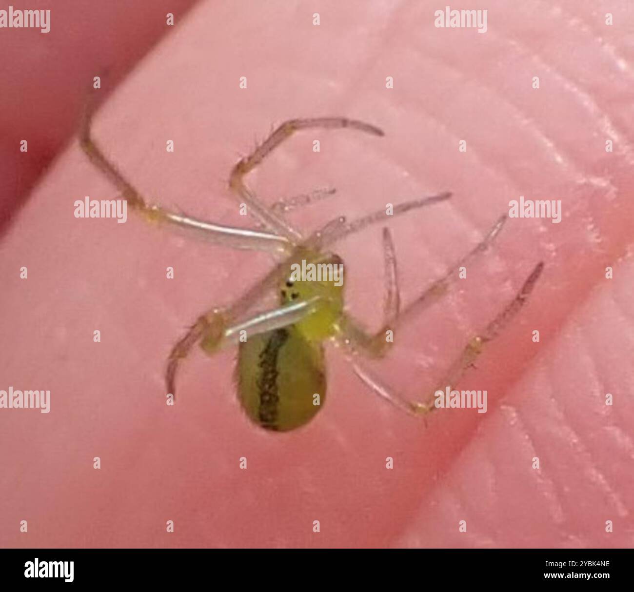 Comb-footed Spiders (Theridiidae) Arachnida Stock Photo - Alamy