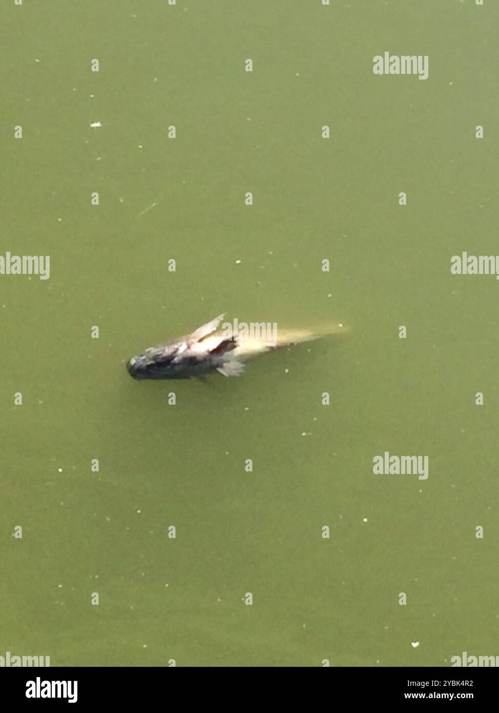 Ray-finned Fishes (Actinopterygii) Actinopterygii Stock Photo - Alamy