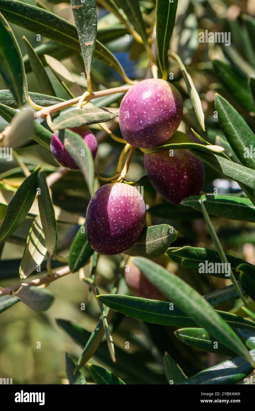 Glistening purple olives hang from vibrant green leaves, basking under ...