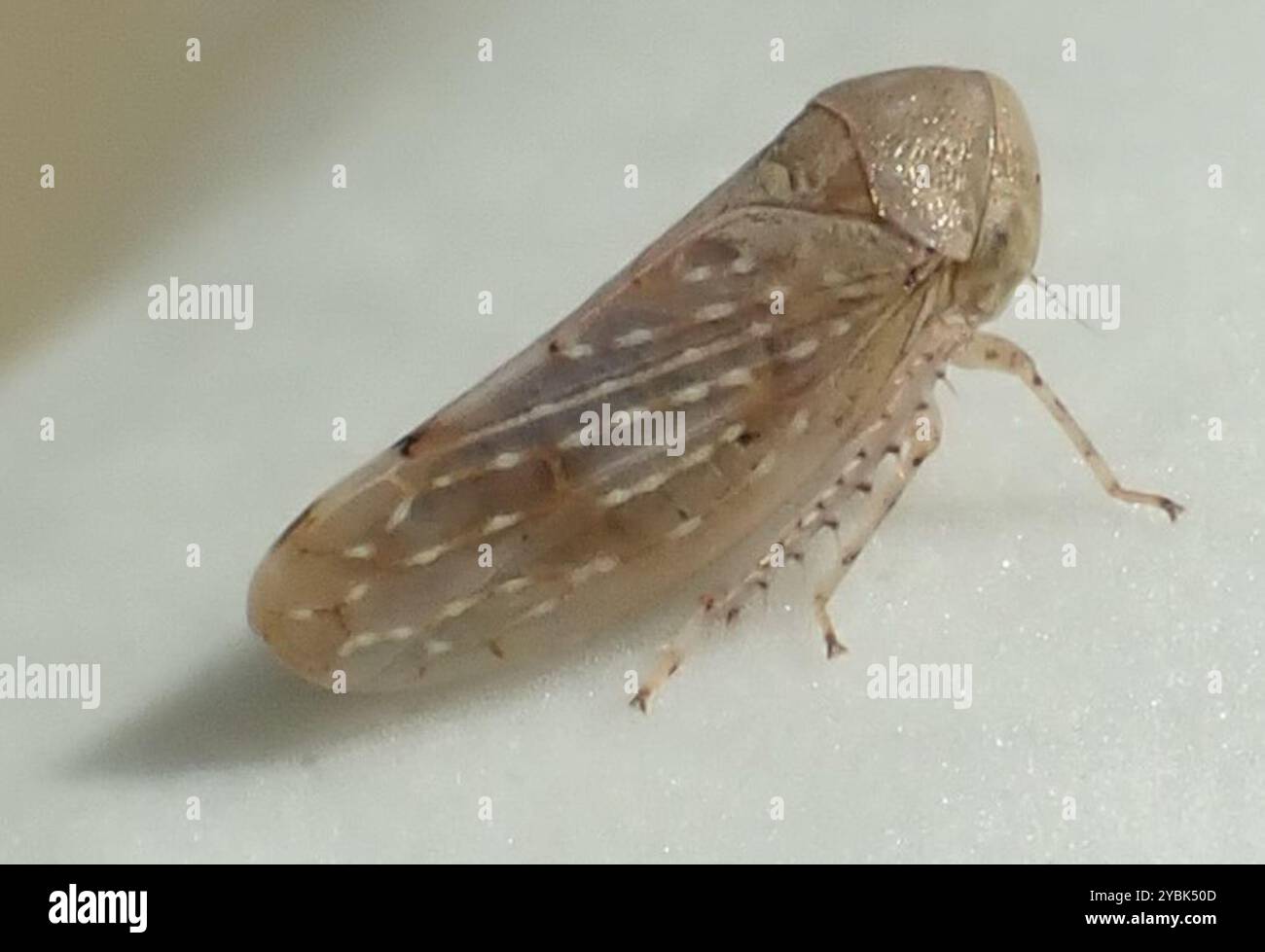 Macropsini hi-res stock photography and images - Alamy