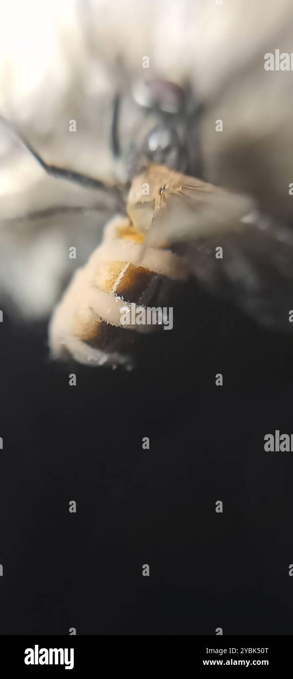 Fly Death Fungi (Entomophthora muscae) Fungi Stock Photo - Alamy