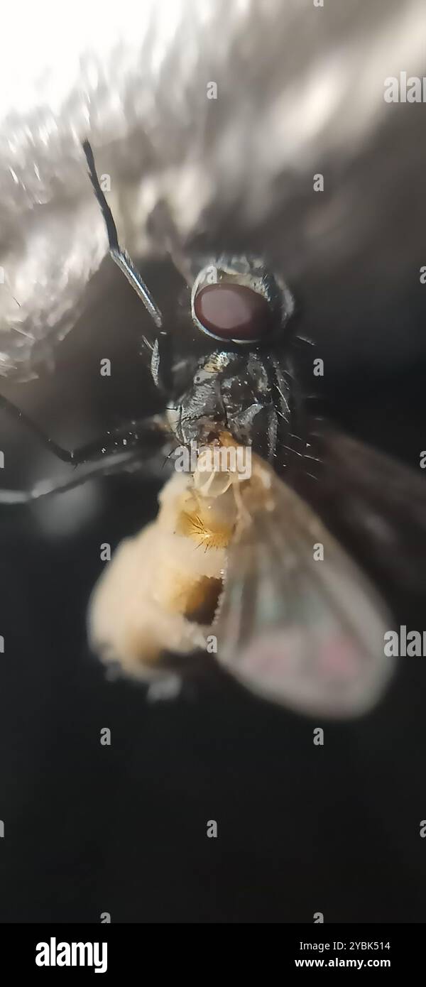 Fly Death Fungi (Entomophthora muscae) Fungi Stock Photo - Alamy