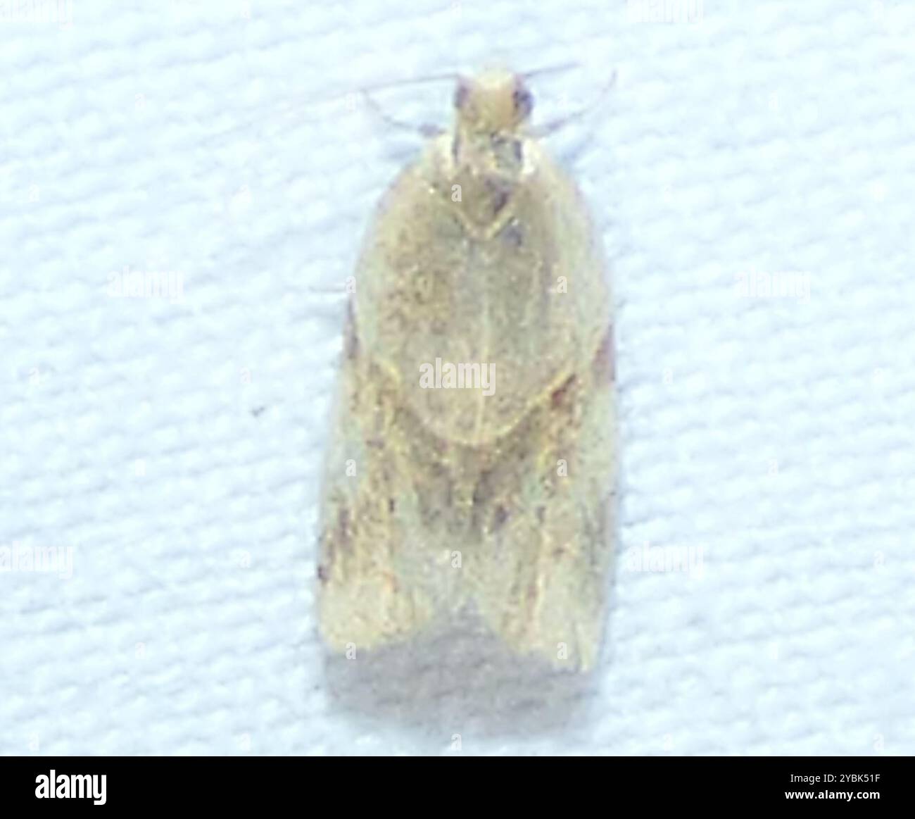 Garden Tortrix (Clepsis peritana) Insecta Stock Photo - Alamy