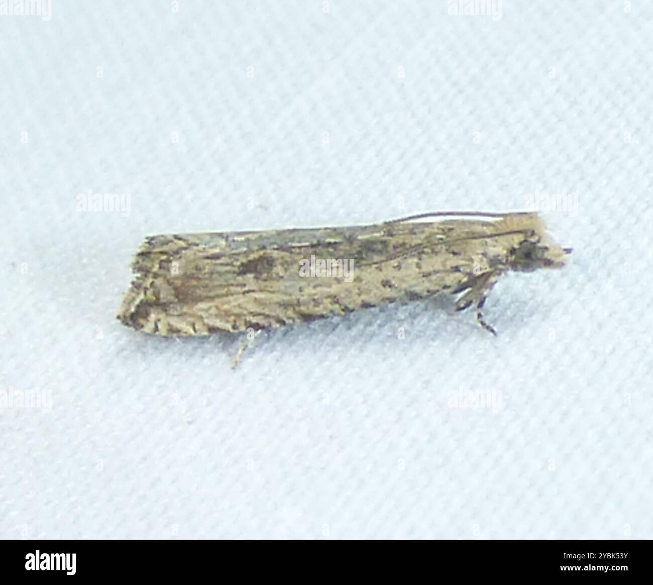 Javelin Moth (Bactra verutana) Insecta Stock Photo - Alamy