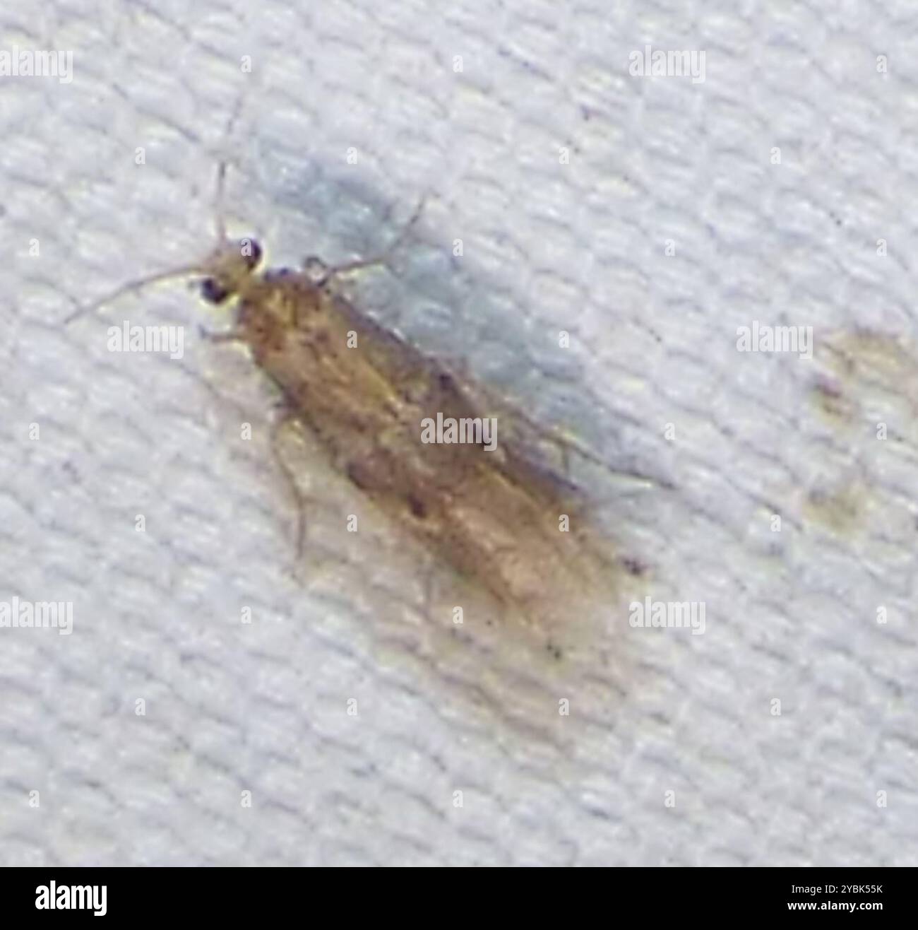 Winged and Once-winged Insects (Pterygota) Insecta Stock Photo - Alamy