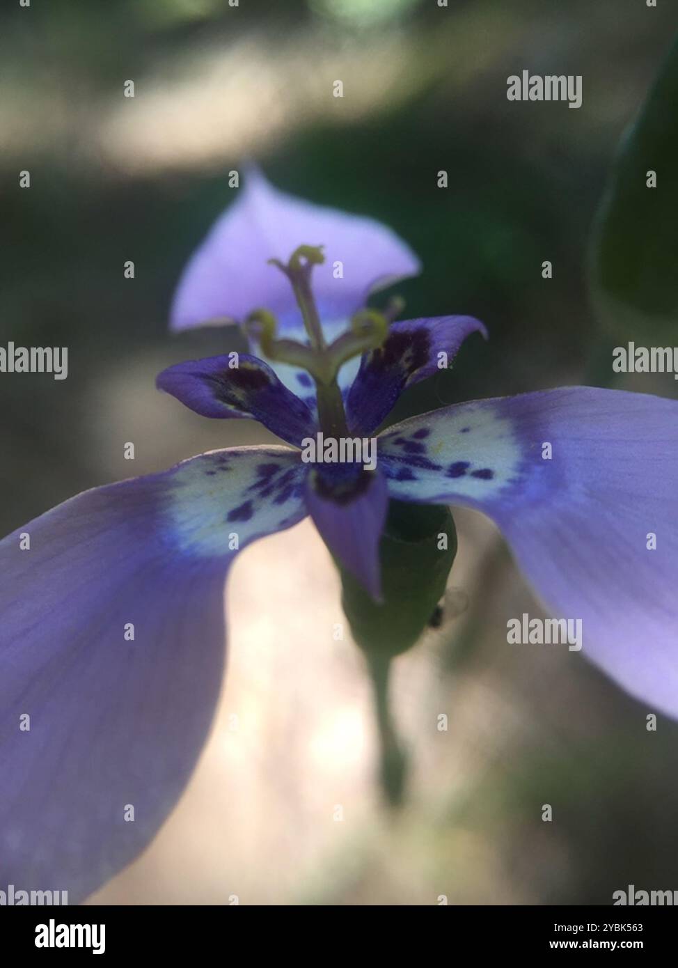 Prairie Nymph (Herbertia lahue) Plantae Stock Photo - Alamy