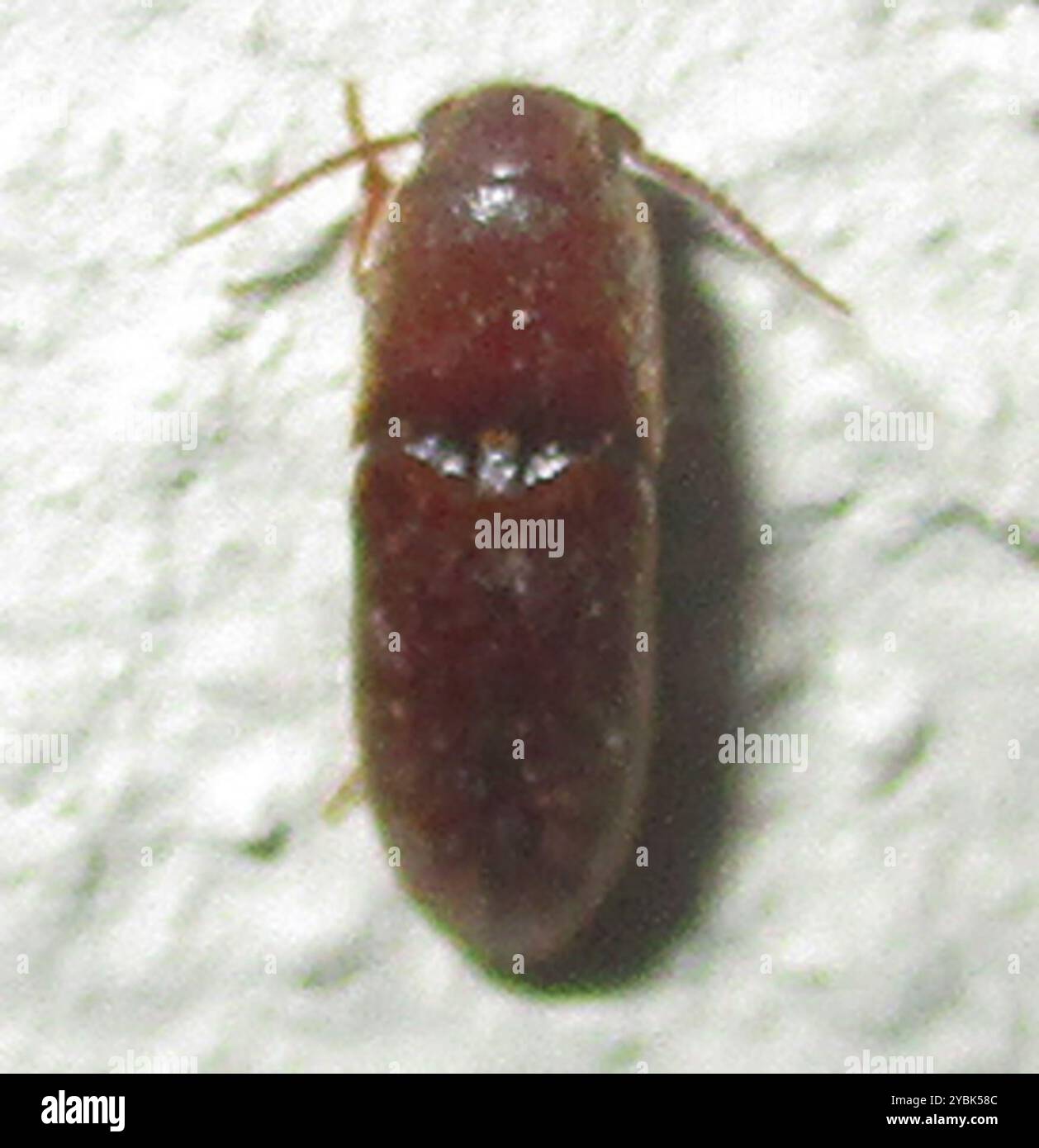 Click Beetles (Elateridae) Insecta Stock Photo - Alamy