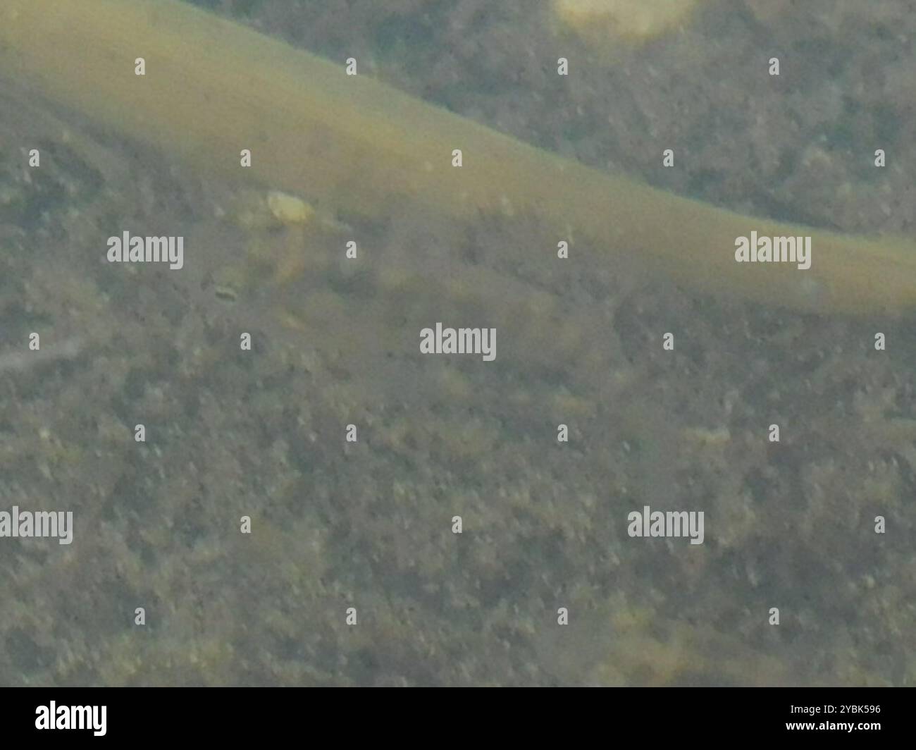 Ray-finned Fishes (Actinopterygii) Actinopterygii Stock Photo - Alamy