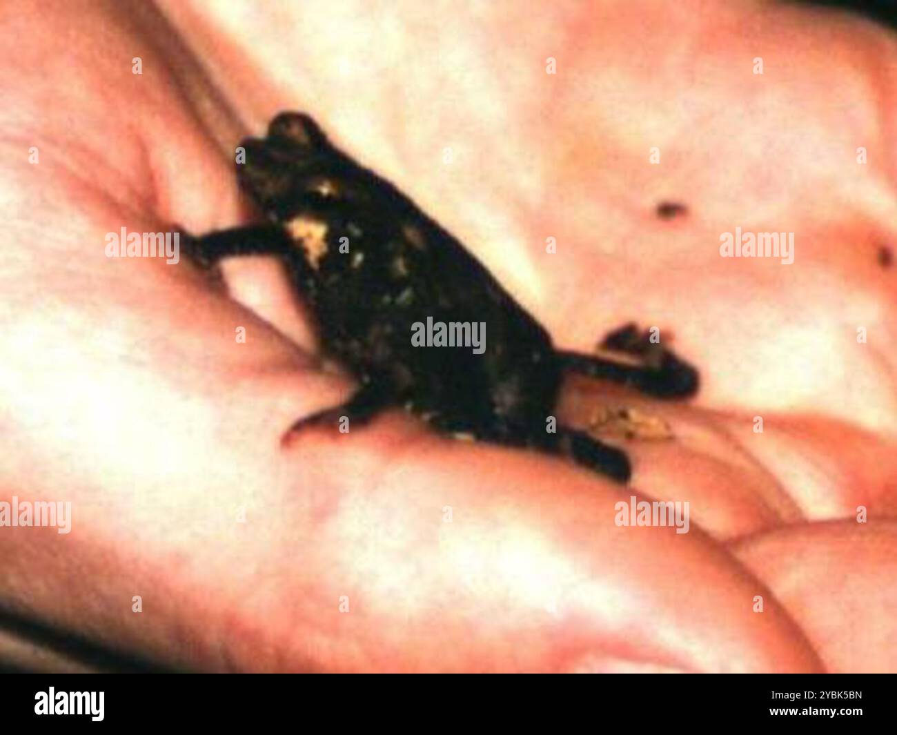 South American Common Toad (Rhinella margaritifera) Amphibia Stock Photo - Alamy