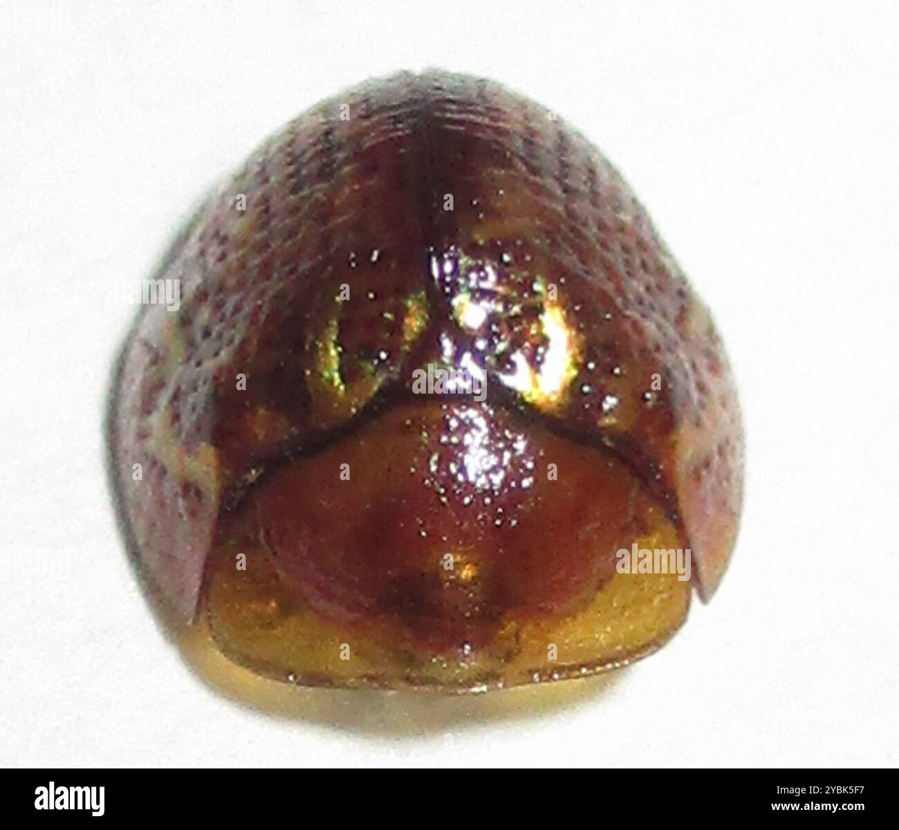 (Ischiocassis convexa) Insecta Stock Photo - Alamy