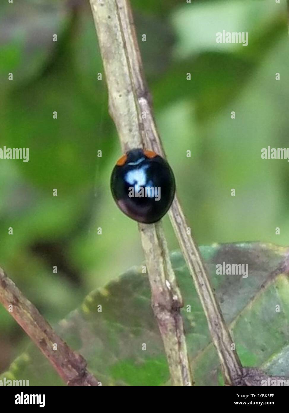 Metallic Blue Lady Beetle (Curinus coeruleus) Insecta Stock Photo - Alamy