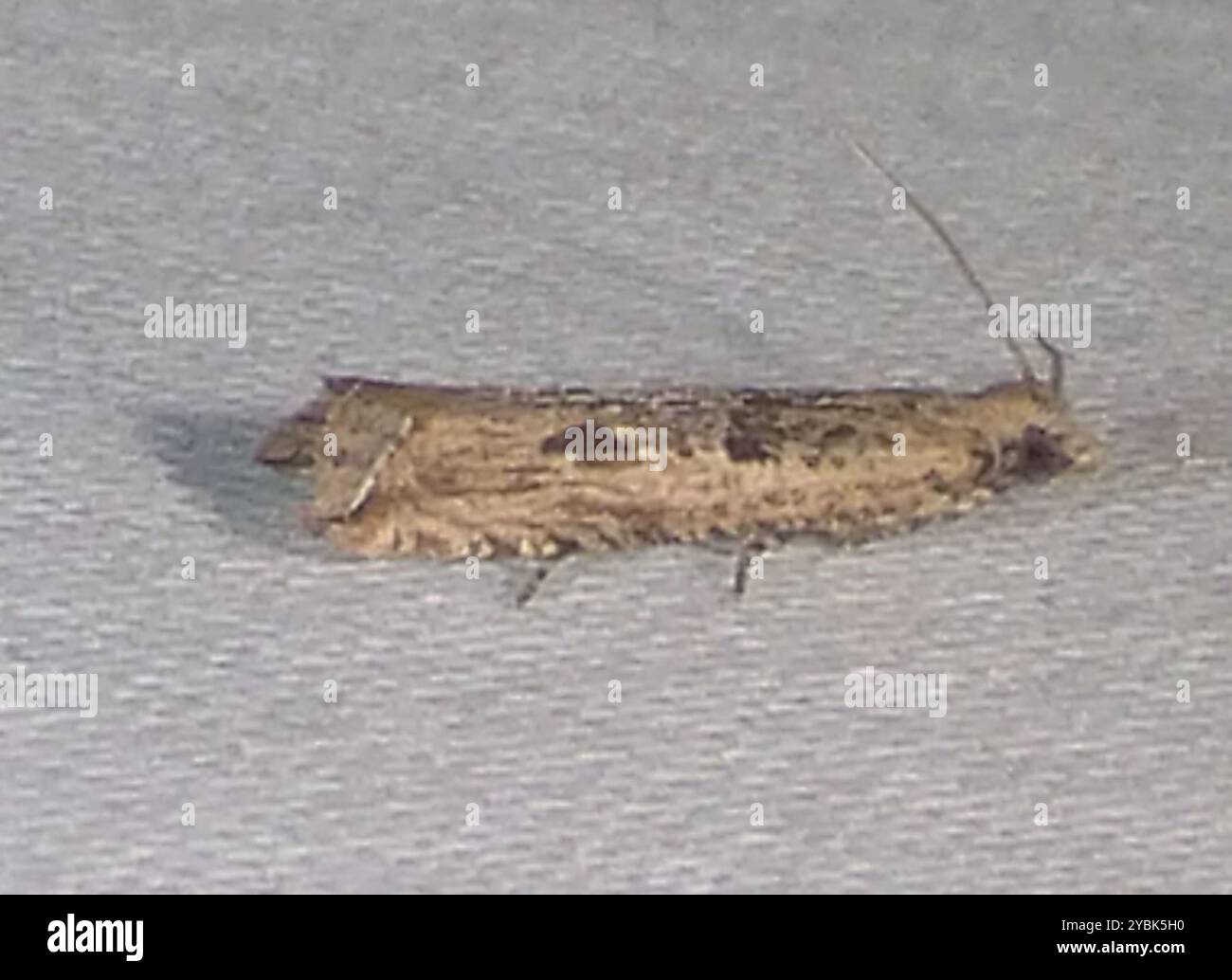 Javelin Moth (Bactra verutana) Insecta Stock Photo - Alamy