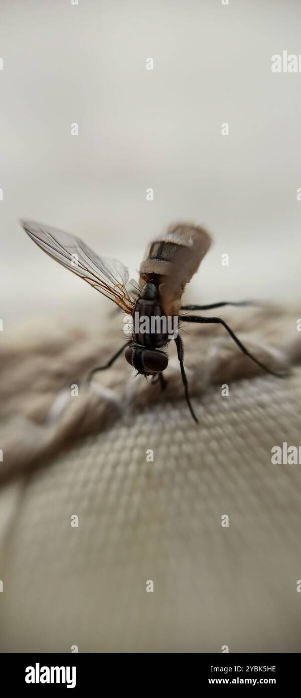 Fly Death Fungi (Entomophthora muscae) Fungi Stock Photo - Alamy