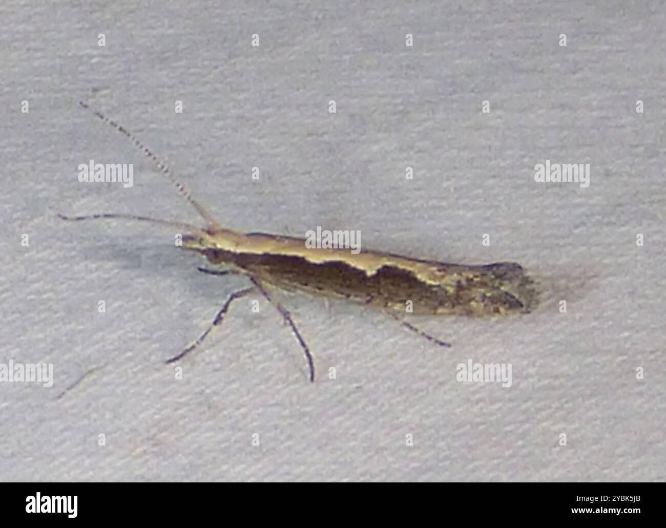 Diamondback Moth (Plutella xylostella) Insecta Stock Photo - Alamy