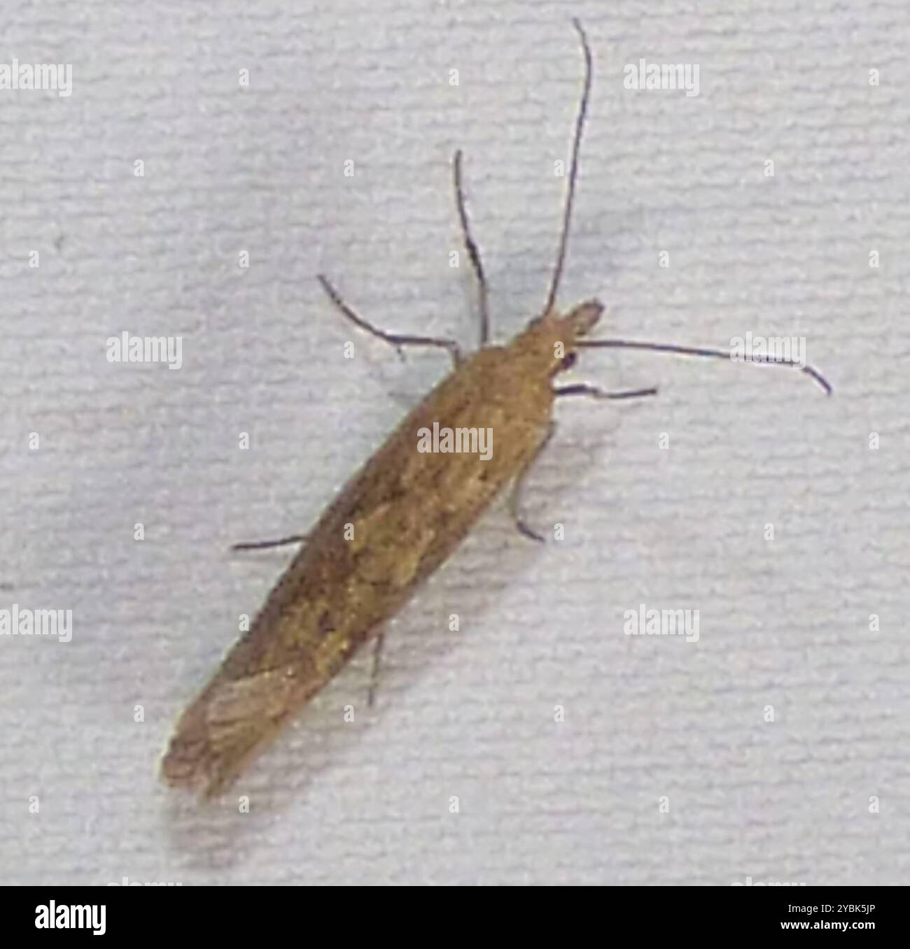 Diamondback Moth (Plutella xylostella) Insecta Stock Photo - Alamy