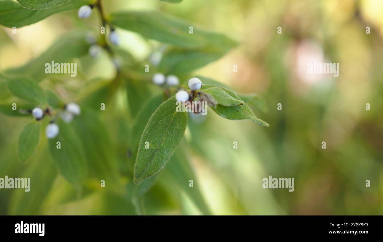 Common Gromwell (Lithospermum officinale) Plantae Stock Photo - Alamy
