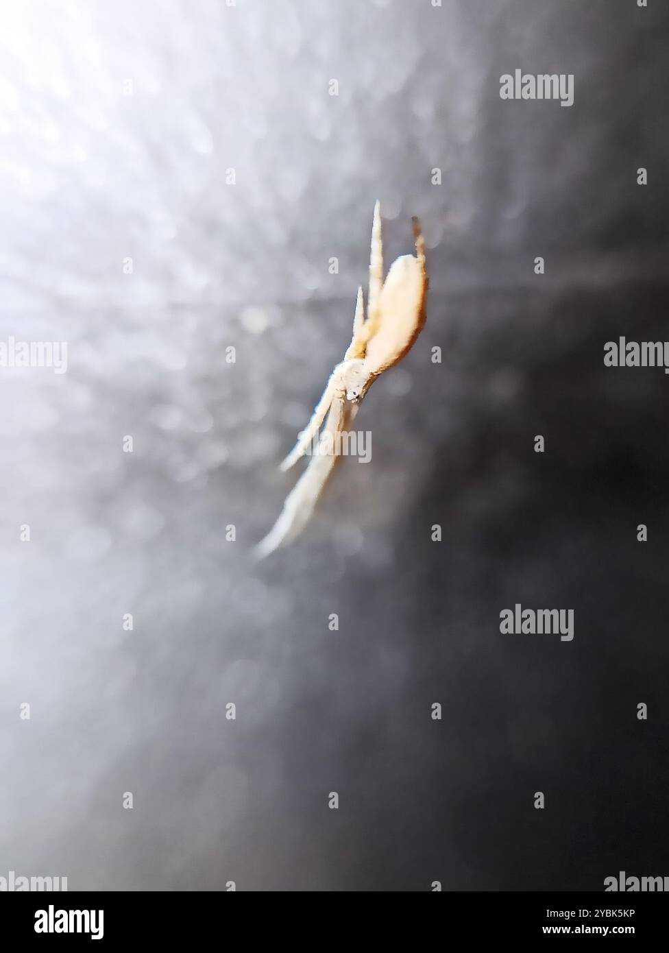 Walckenaer's Feather-legged Spider (Uloborus walckenaerius) Arachnida ...