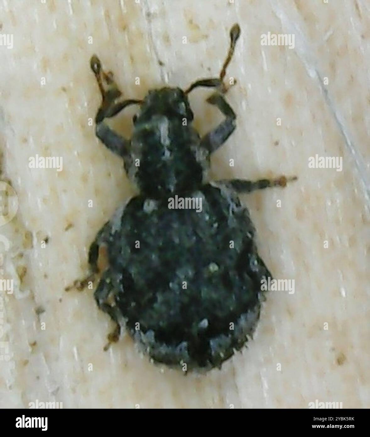 Latipennis hi-res stock photography and images - Alamy