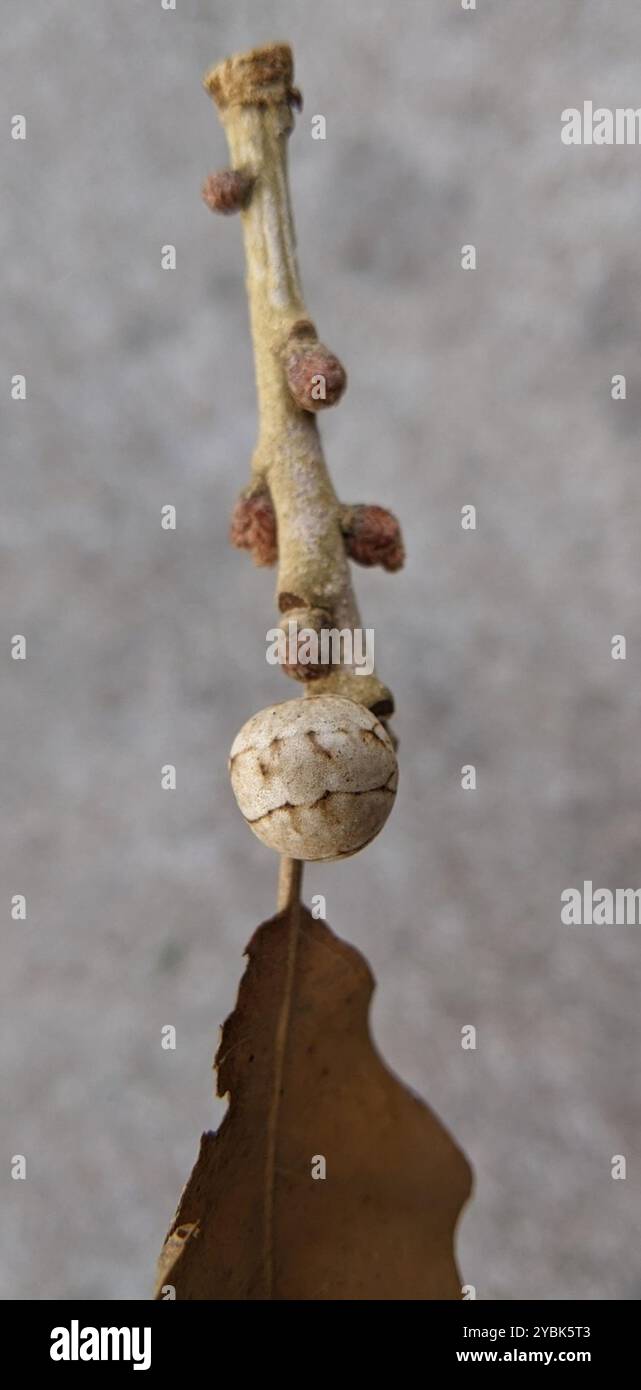 Gall-like Scales (Kermesidae) Insecta Stock Photo - Alamy