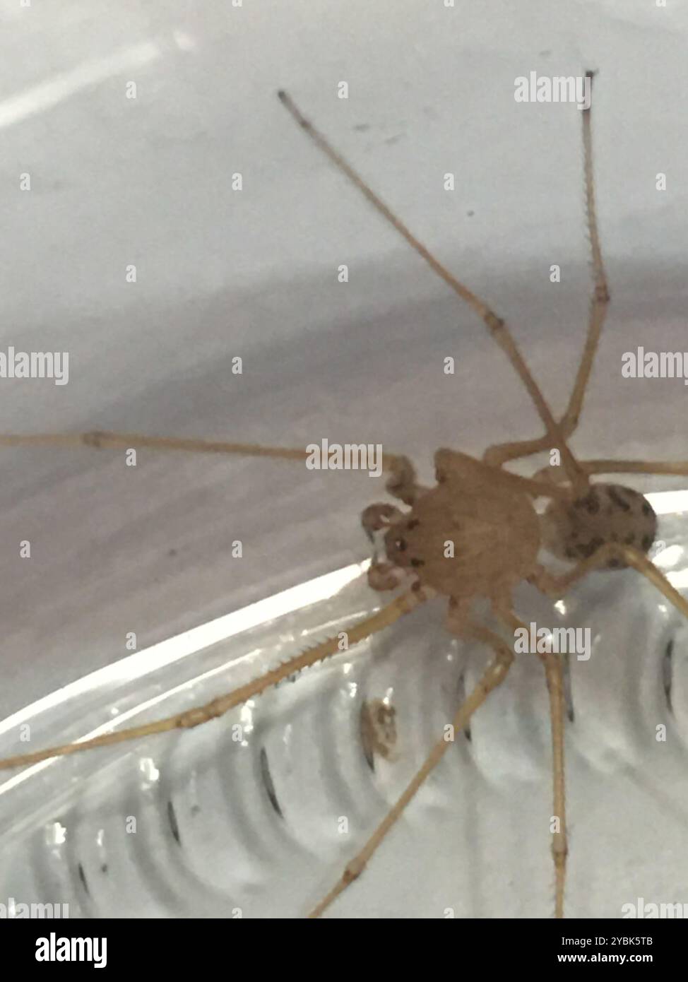 Univittata hi-res stock photography and images - Alamy