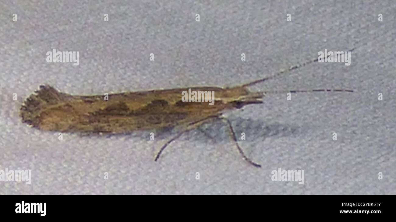 Diamondback Moth (Plutella xylostella) Insecta Stock Photo - Alamy