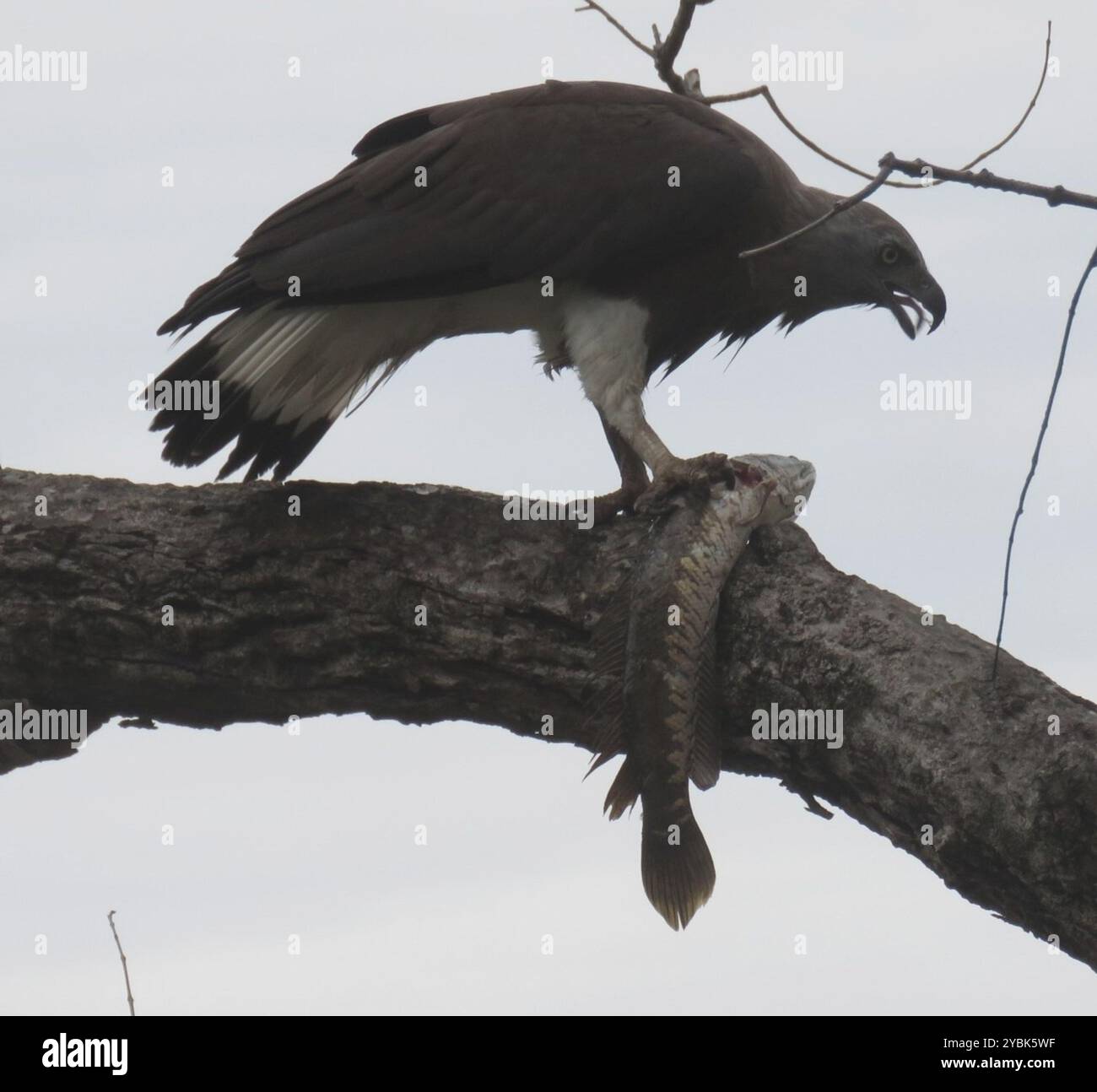 Gray-headed Fish-Eagle (Icthyophaga ichthyaetus) Aves Stock Photo - Alamy
