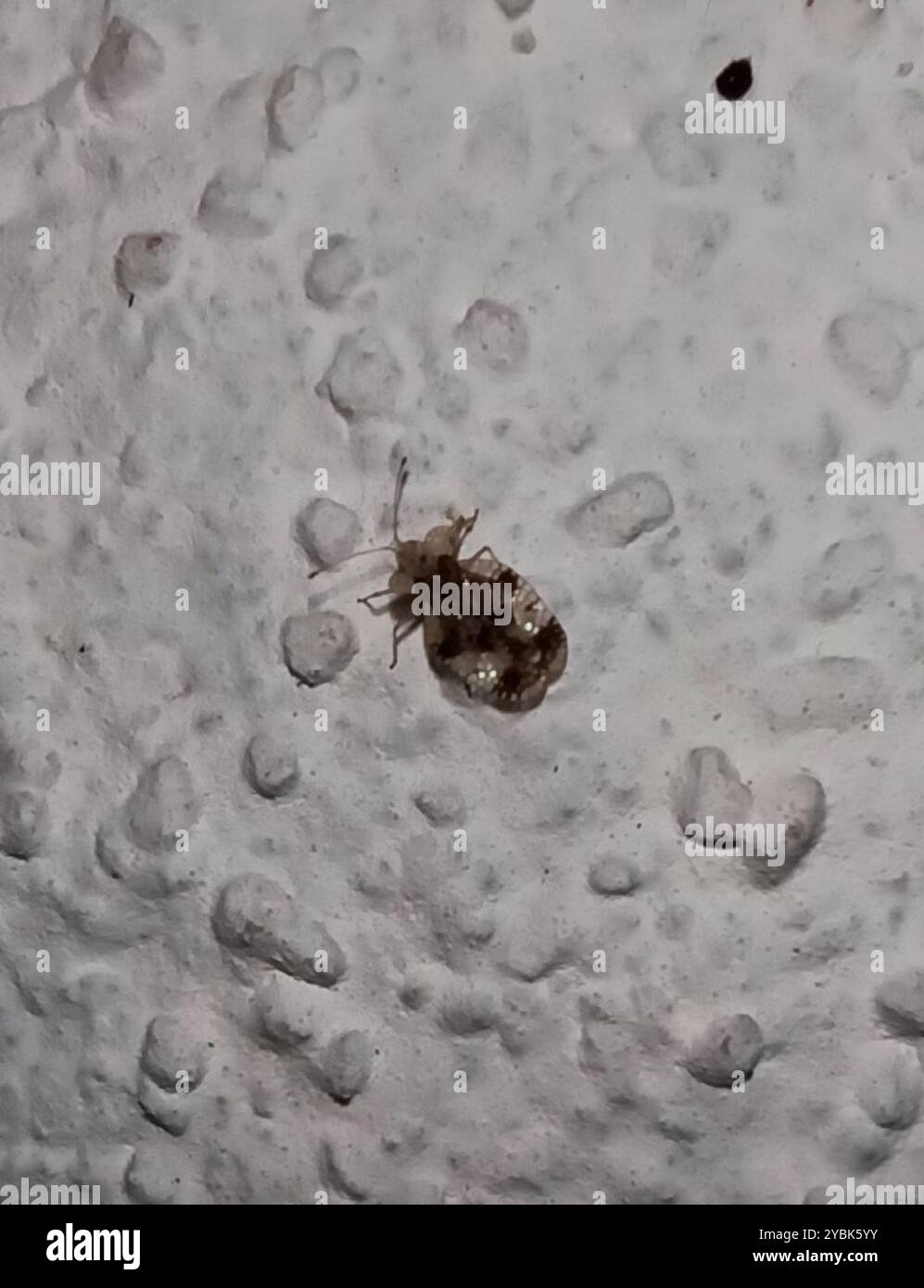 Stephanitis pyri hi-res stock photography and images - Alamy