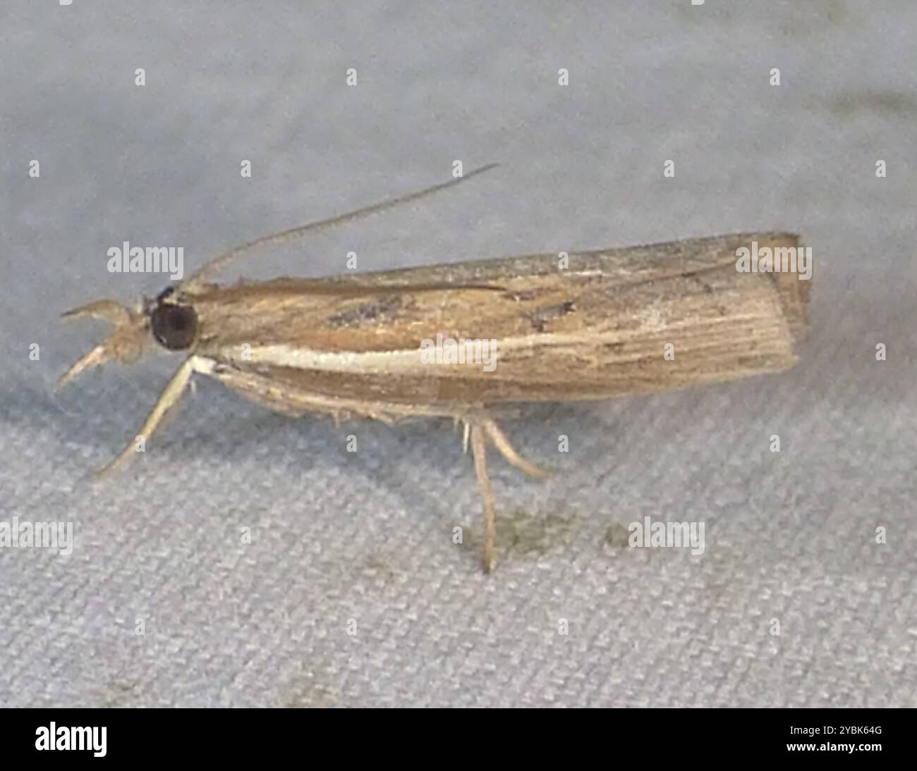 Carpet-grass Webworm Moth (Fissicrambus haytiellus) Insecta Stock Photo ...