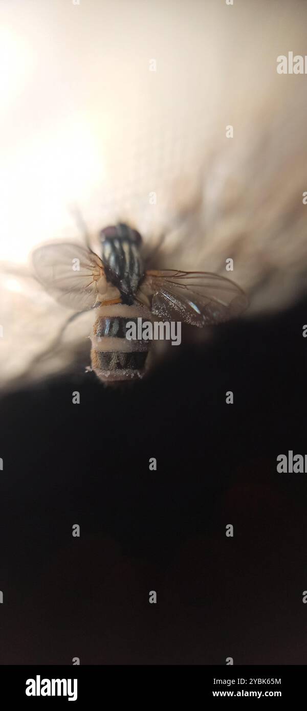 Fly Death Fungi (Entomophthora muscae) Fungi Stock Photo - Alamy