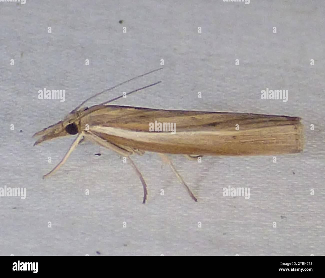Carpet-grass Webworm Moth (Fissicrambus haytiellus) Insecta Stock Photo ...