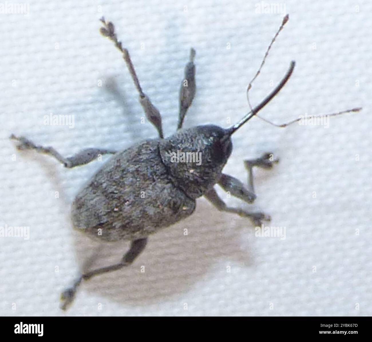 Nut and Acorn Weevils (Curculio) Insecta Stock Photo - Alamy