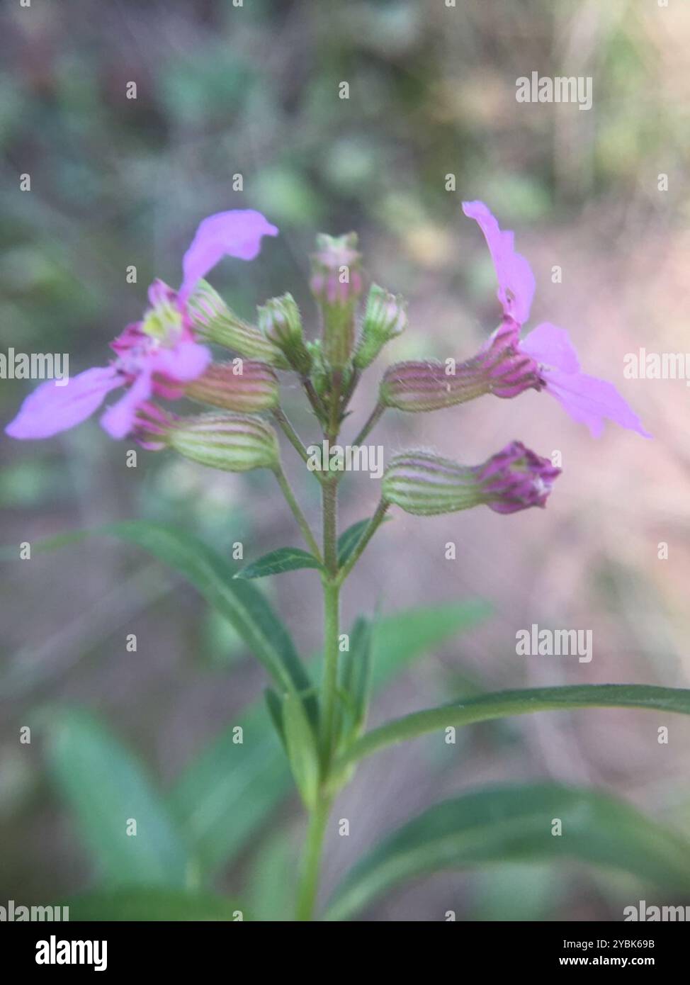 (Cuphea fruticosa) Plantae Stock Photo - Alamy