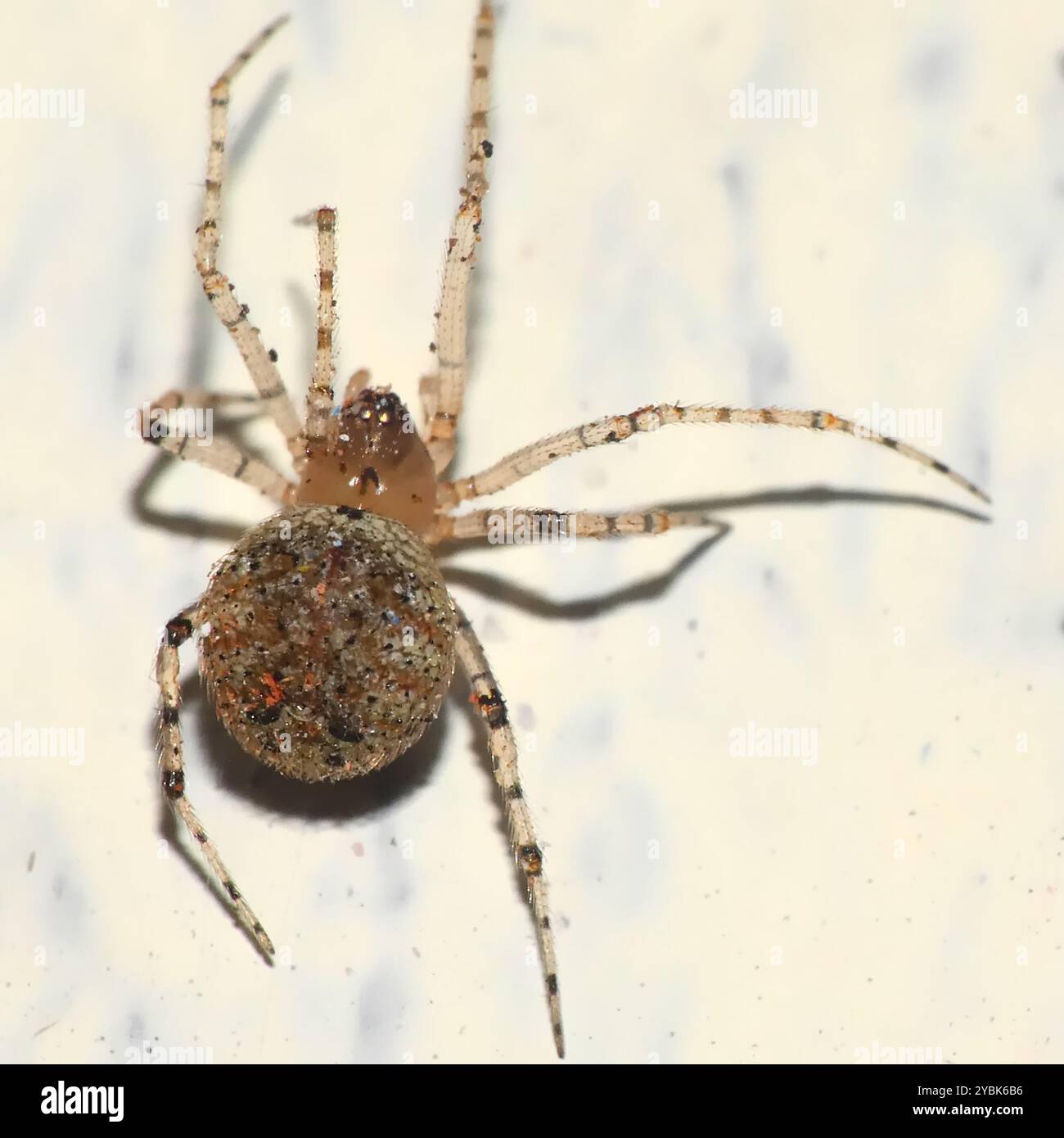 Comb-footed Spiders (Theridiidae) Arachnida Stock Photo - Alamy
