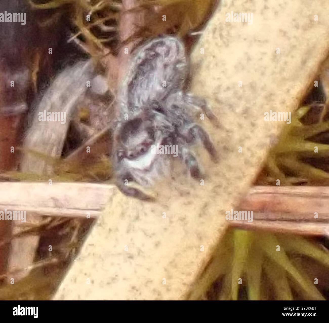 Jumping Spiders (Salticidae) Arachnida Stock Photo - Alamy