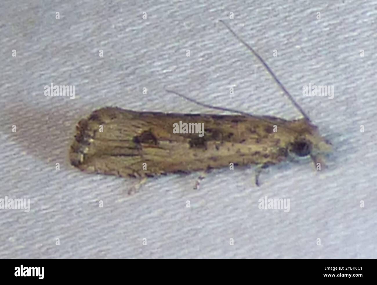 Javelin Moth (Bactra verutana) Insecta Stock Photo - Alamy