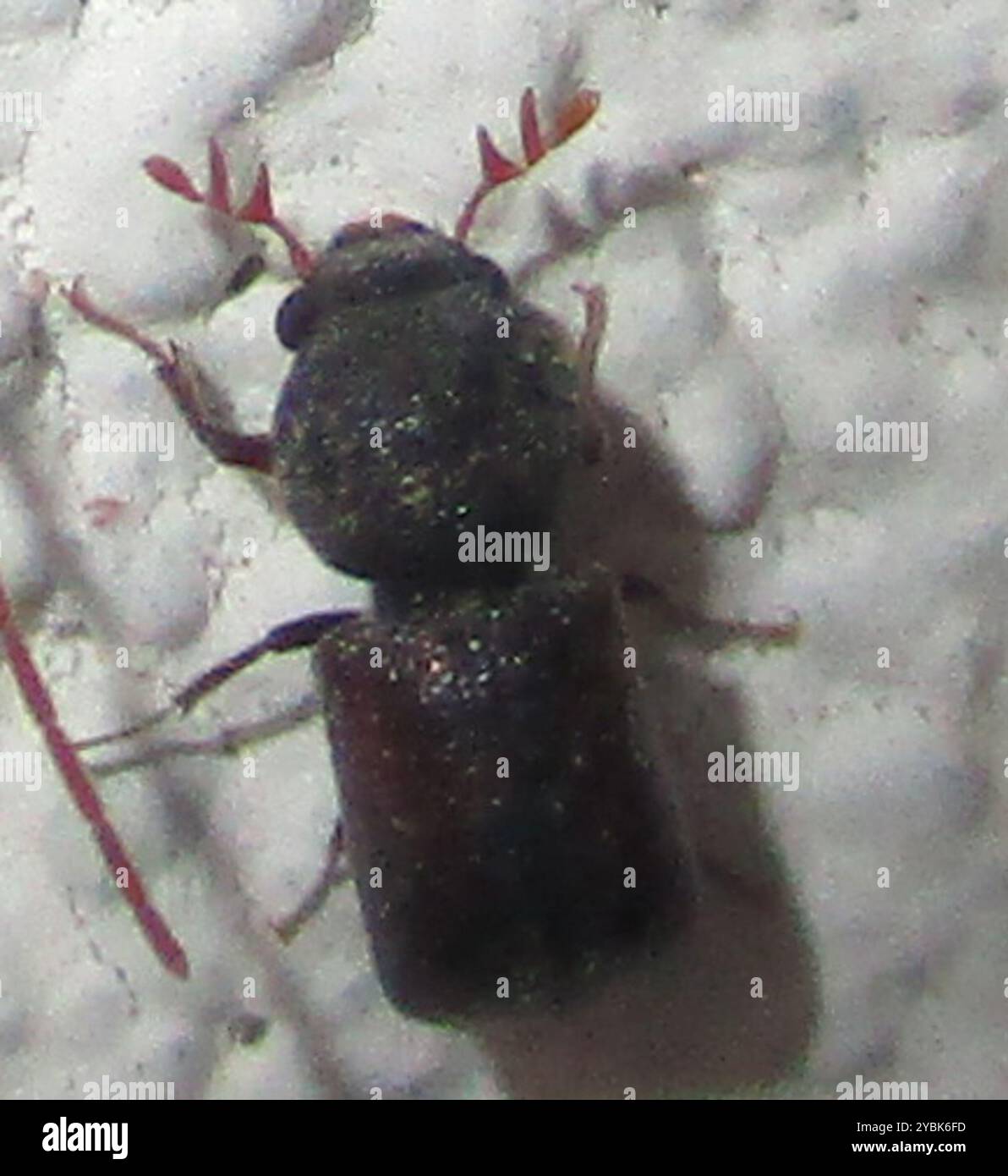 Auger Beetles (Bostrichidae) Insecta Stock Photo - Alamy