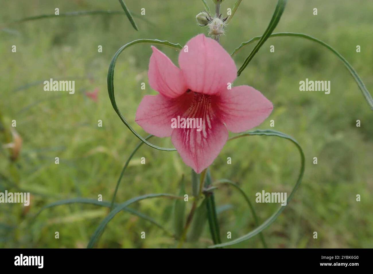 Wingseed Sesame (Sesamum alatum) Plantae Stock Photo - Alamy