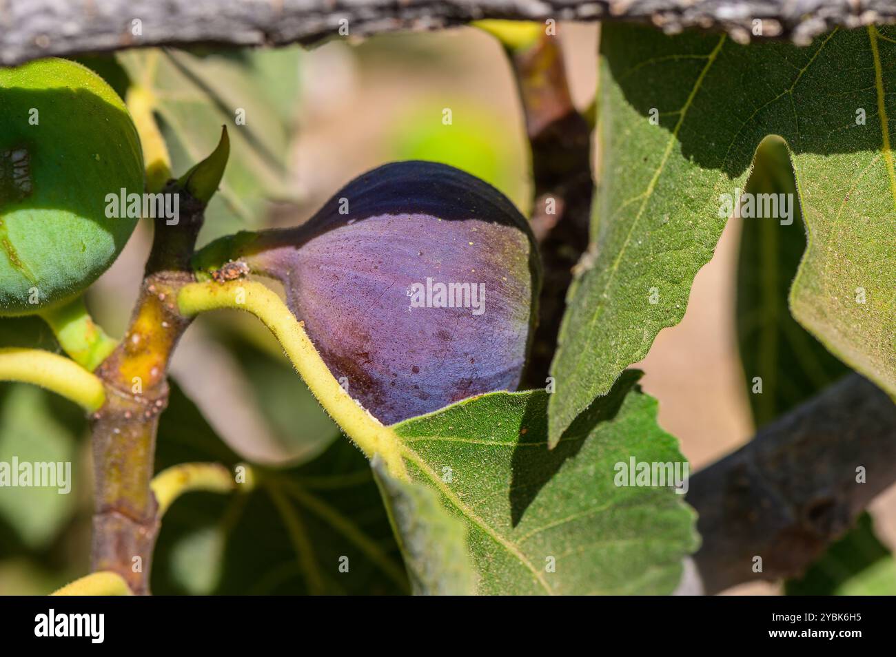Deep purple fruit rests hi-res stock photography and images - Alamy