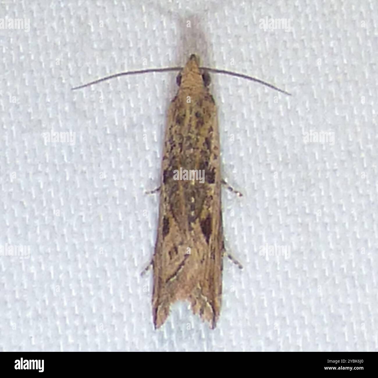 Javelin Moth (Bactra verutana) Insecta Stock Photo - Alamy