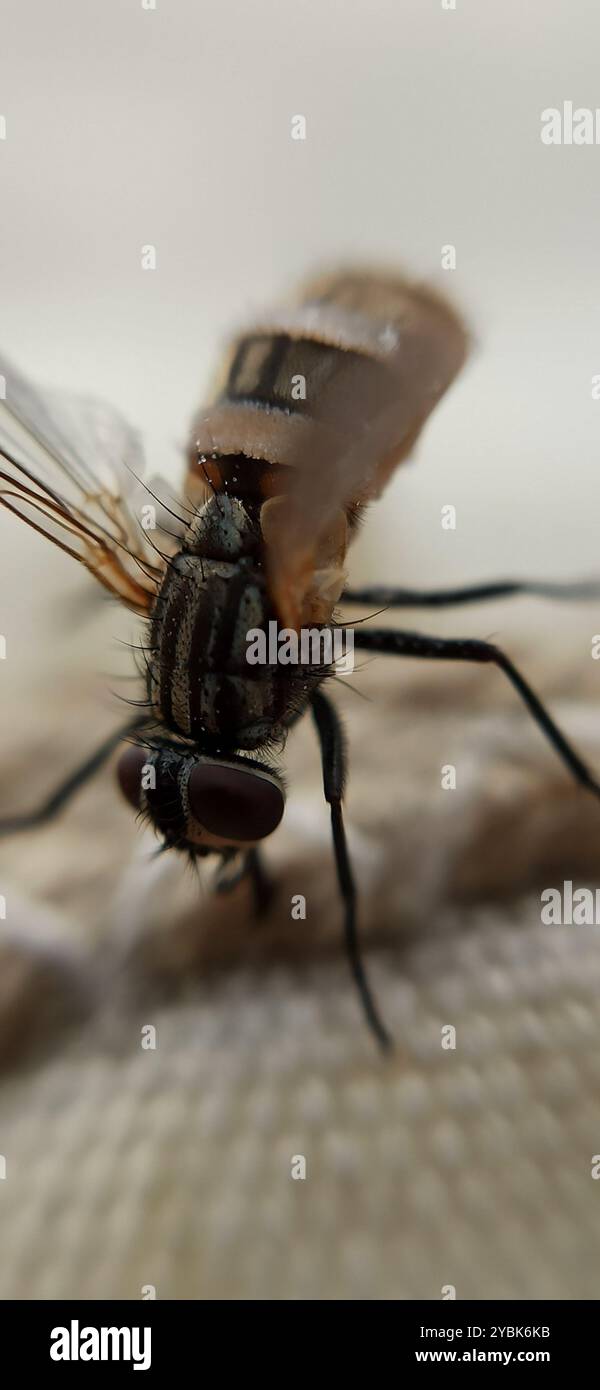 Fly Death Fungi (Entomophthora muscae) Fungi Stock Photo - Alamy