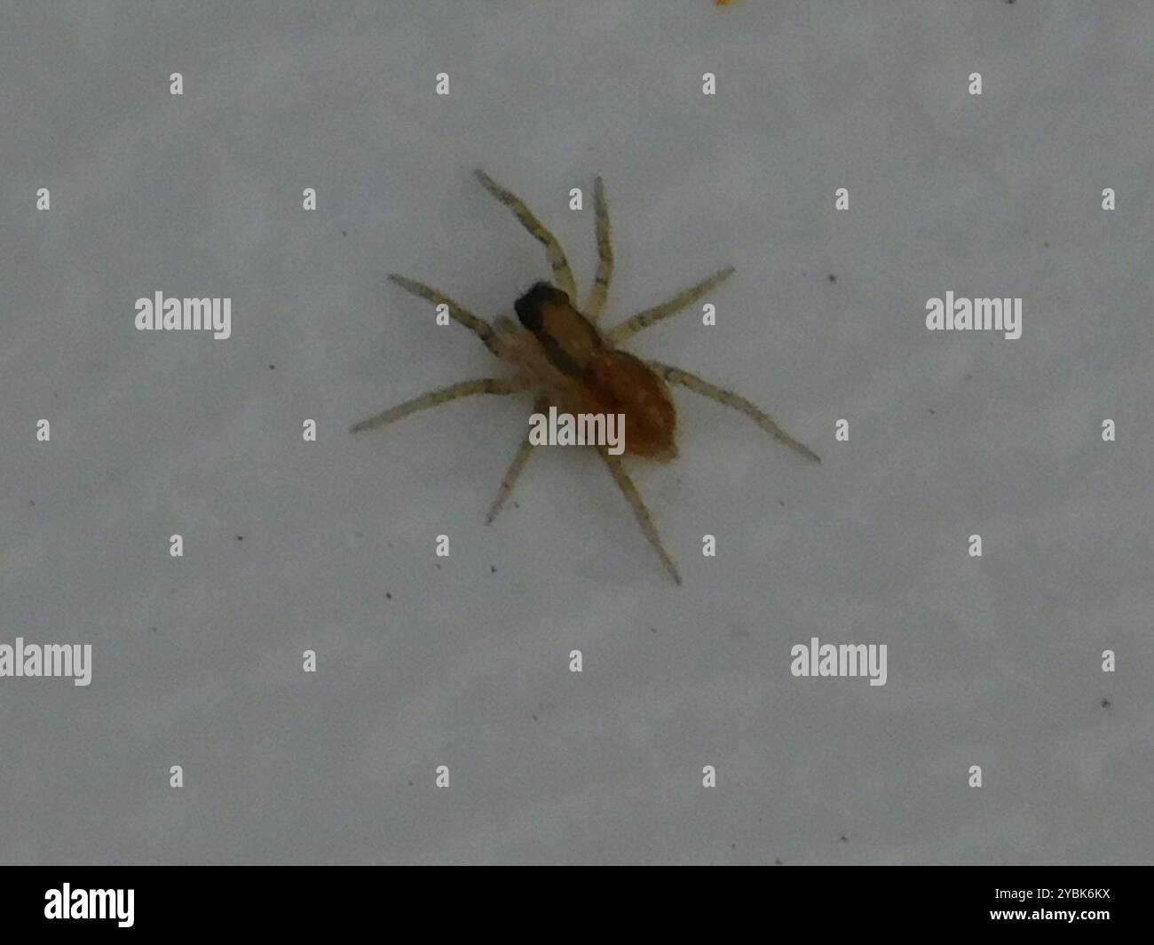 Spiders (Araneae) Arachnida Stock Photo - Alamy