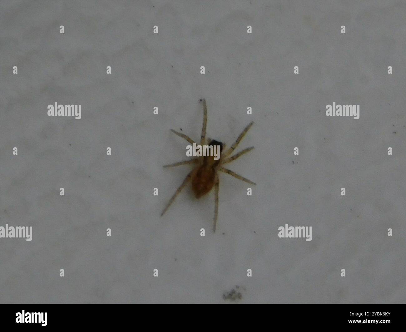 Spiders (Araneae) Arachnida Stock Photo - Alamy